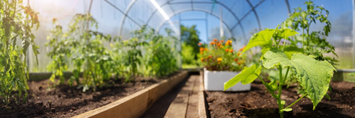 Greenhouse Gardening for Beginners - All Season Grow