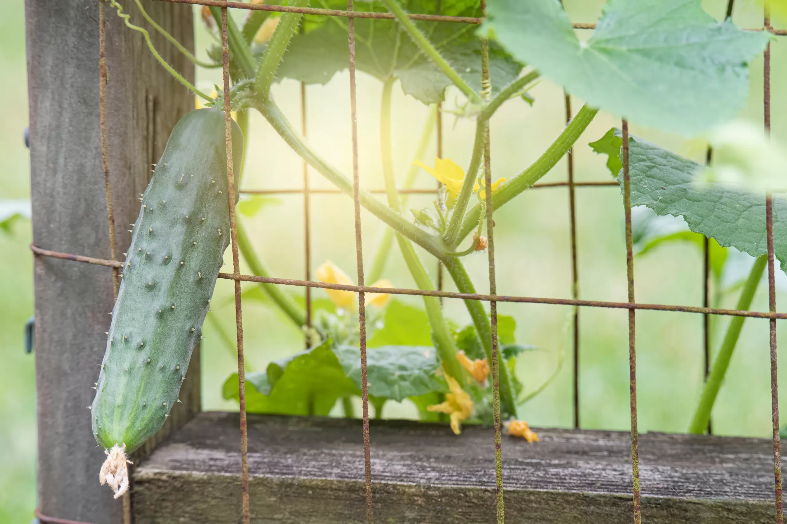 Cucumber Trellising to Maximize Greenhouse Space - All Season Grow